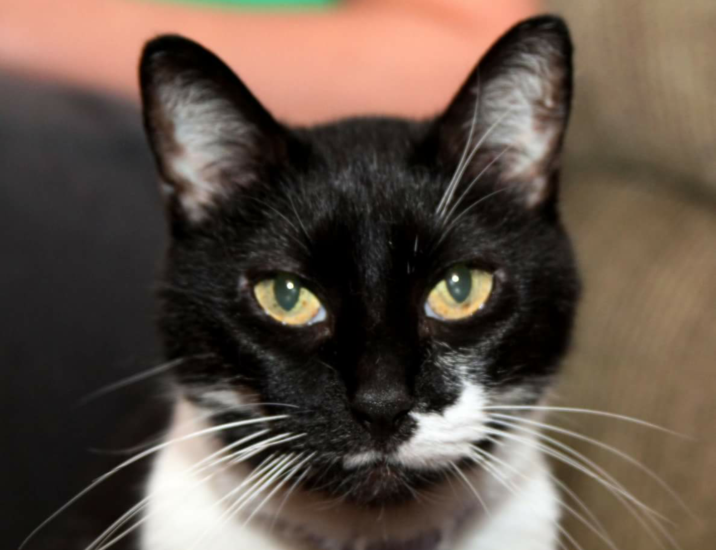 Syringomyelia, Surviving the Tunnel – SyrinGoWhat.com